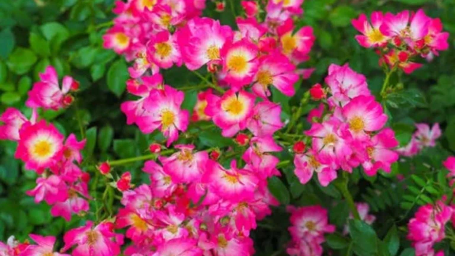 20 Different Types of Roses with Names and Pictures - Hey Zeo