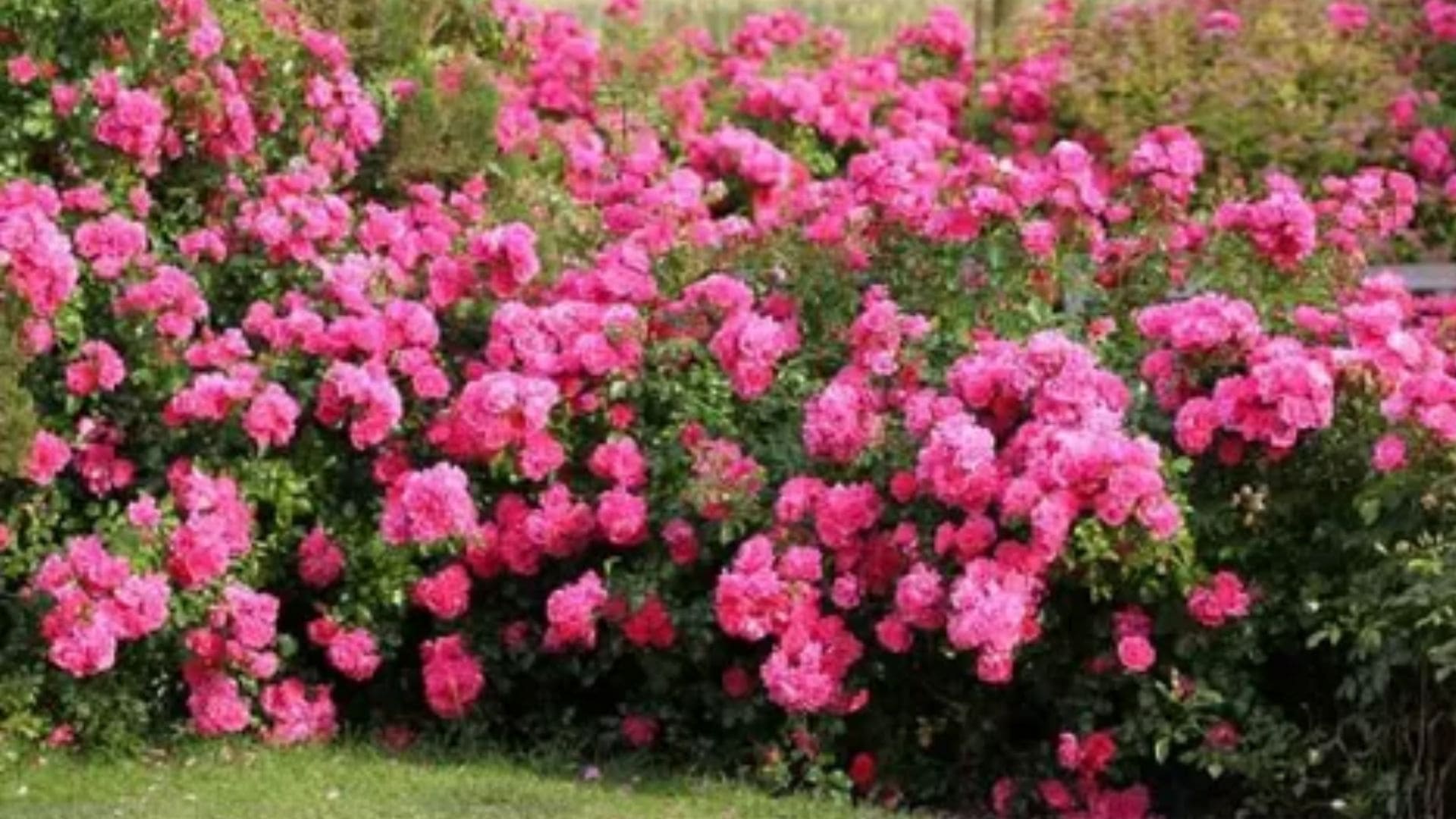 20 Different Types of Roses with Names and Pictures - Hey Zeo