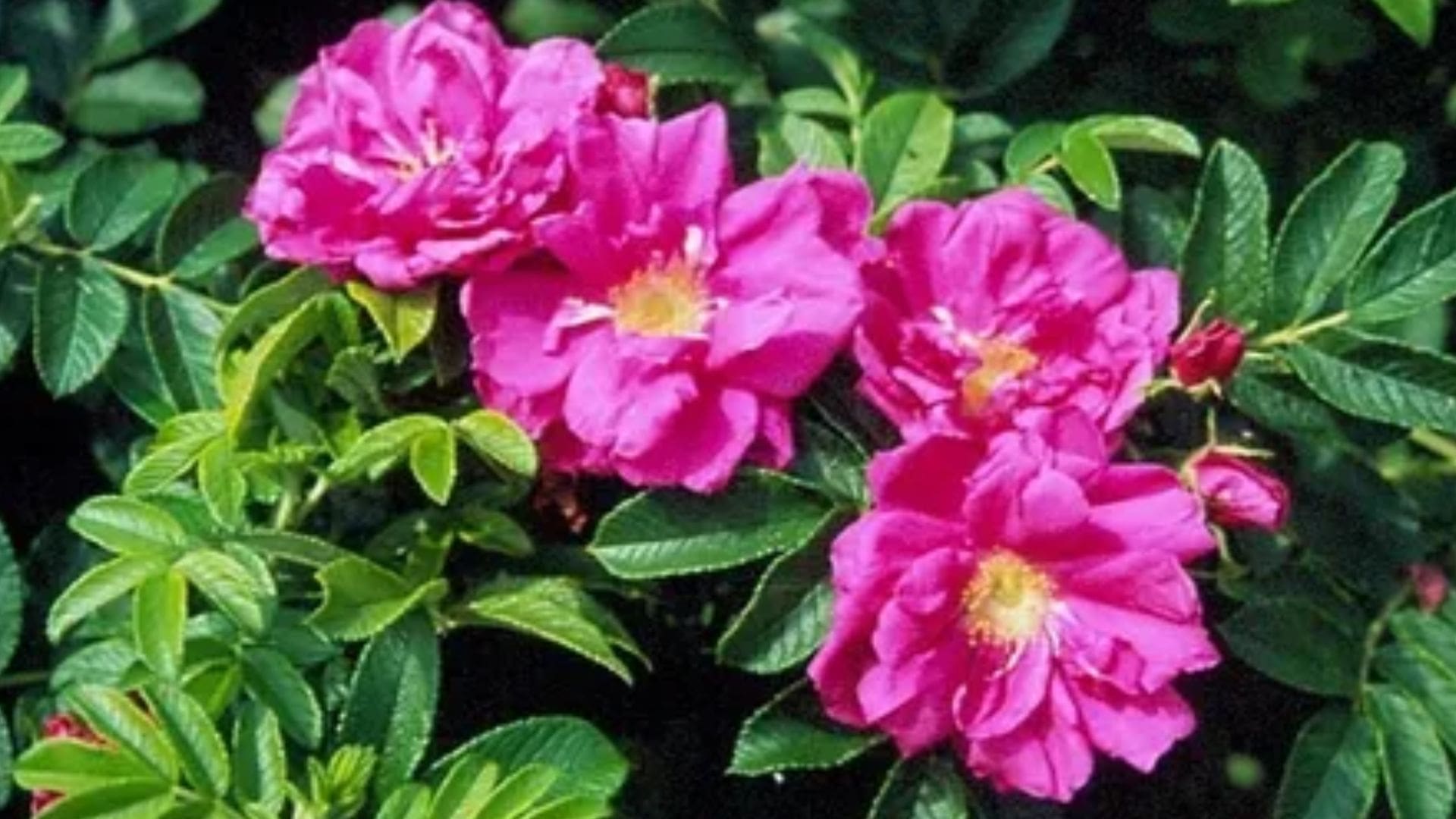 20 Different Types of Roses with Names and Pictures - Hey Zeo