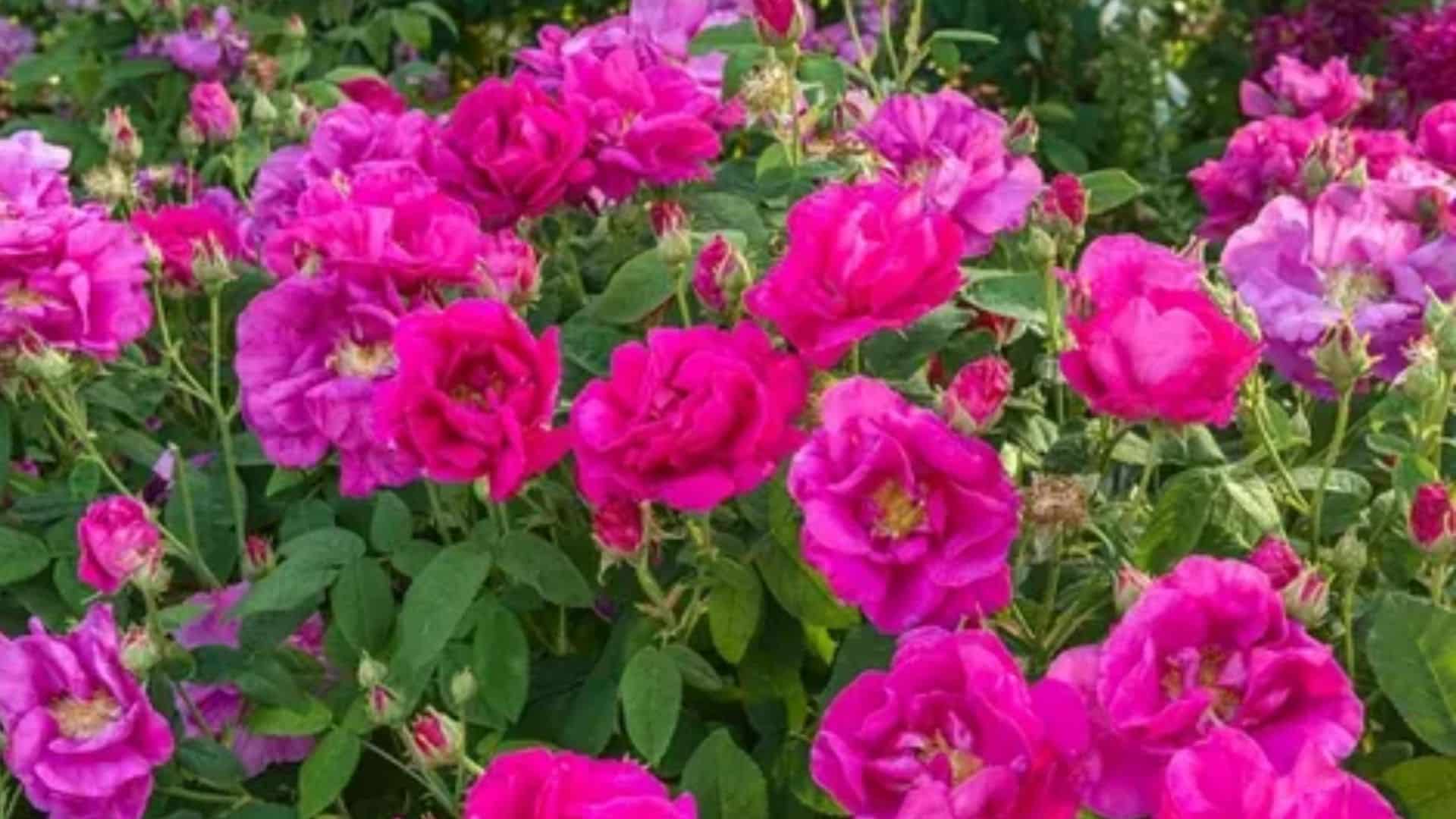 20 Different Types of Roses with Names and Pictures - Hey Zeo