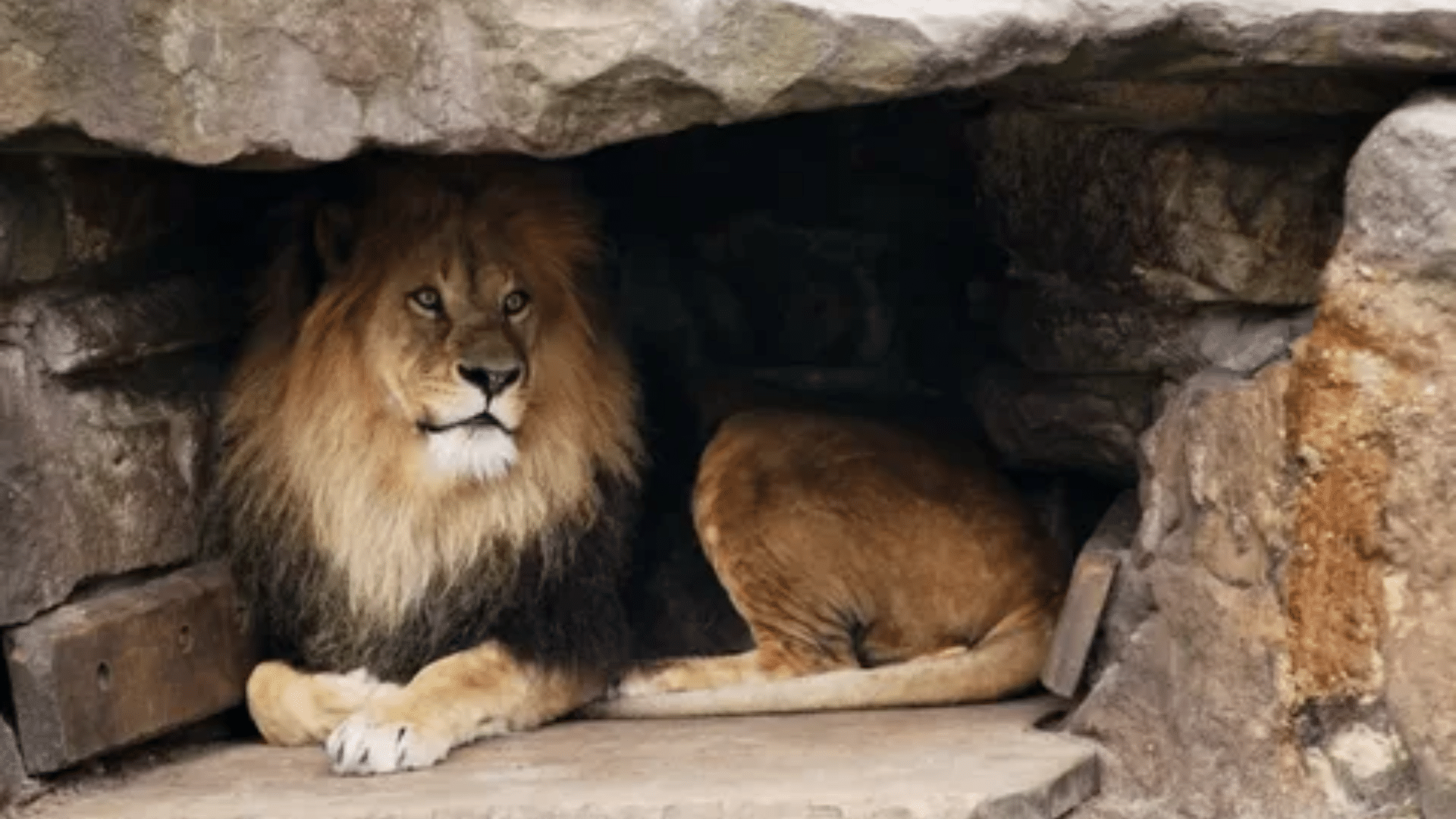 100 Animals House Names In English With Images