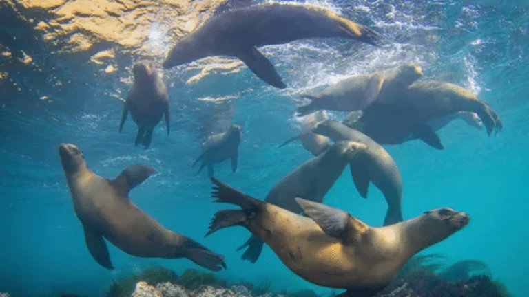 List Of 300 Sea Water Animal Names In English! - Hey Zeo