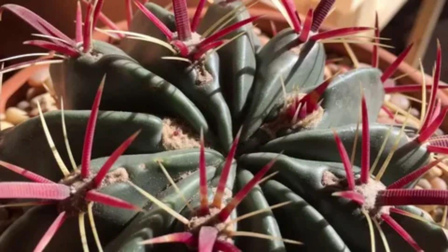 50 Common Indoor Cactus Types with Pictures - Hey Zeo