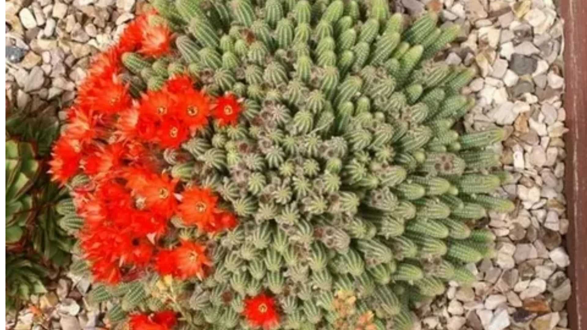 50 Common Indoor Cactus Types with Pictures - Hey Zeo