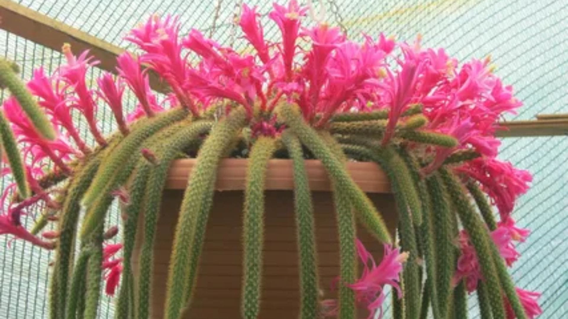 50 Common Indoor Cactus Types with Pictures - Hey Zeo