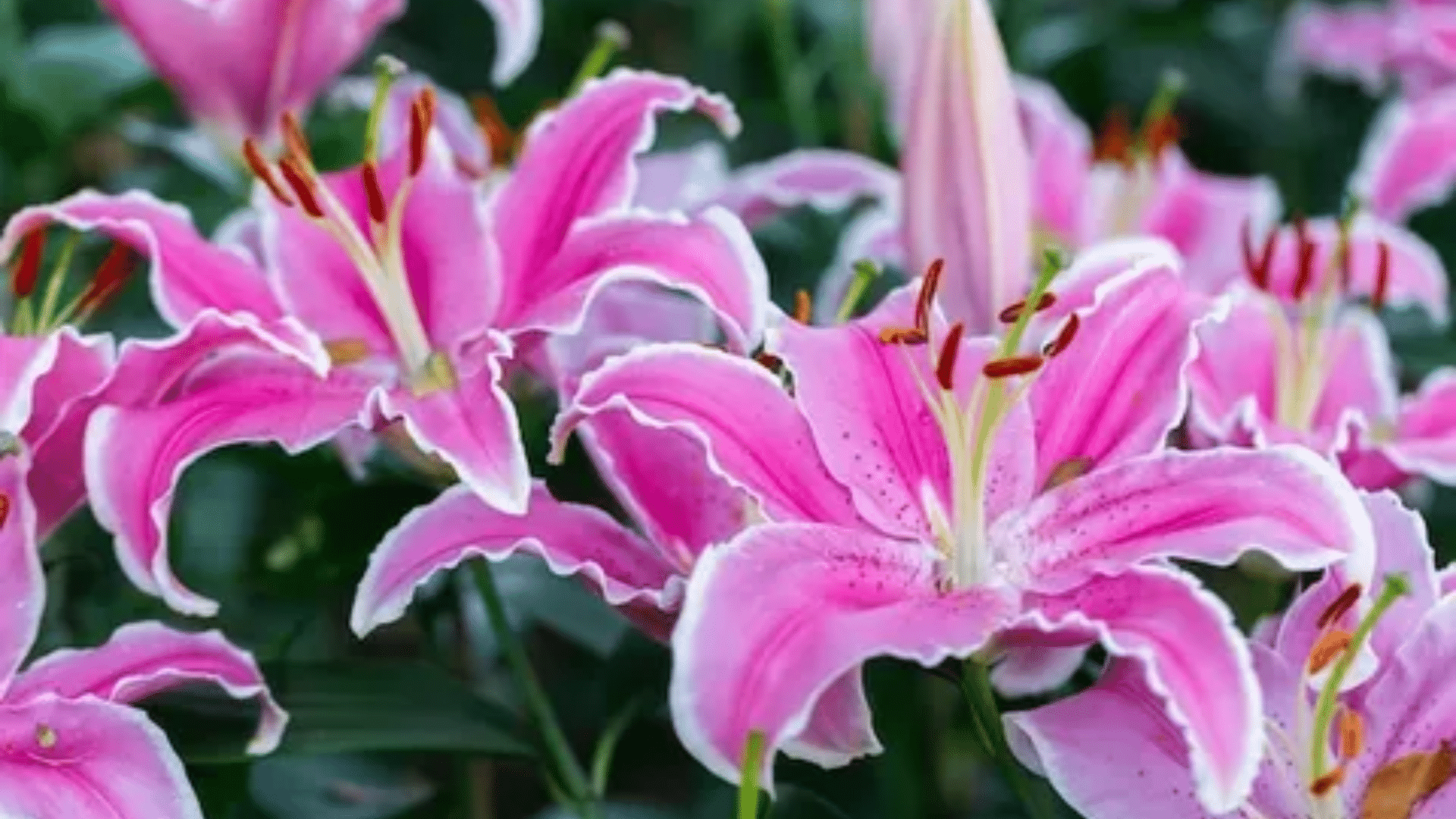 100 Most Popular Types of Flowers - Hey Zeo