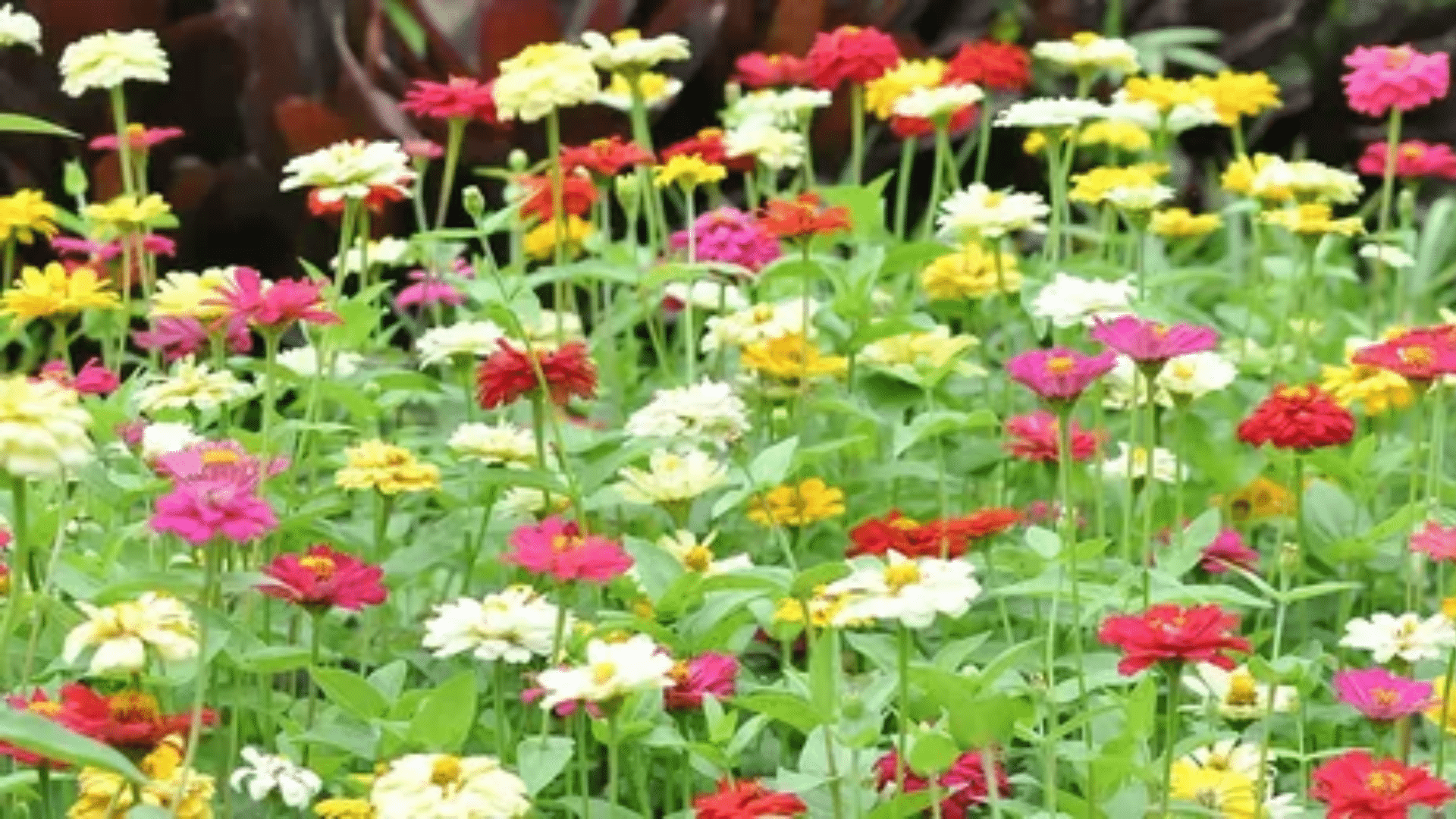 100 Most Popular Types of Flowers - Hey Zeo