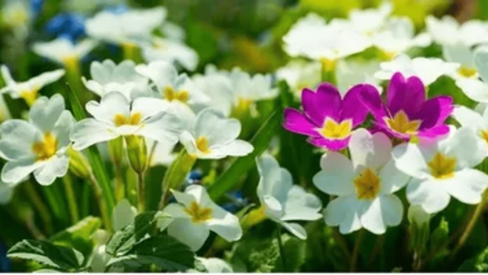 100 Most Popular Types of Flowers - Hey Zeo