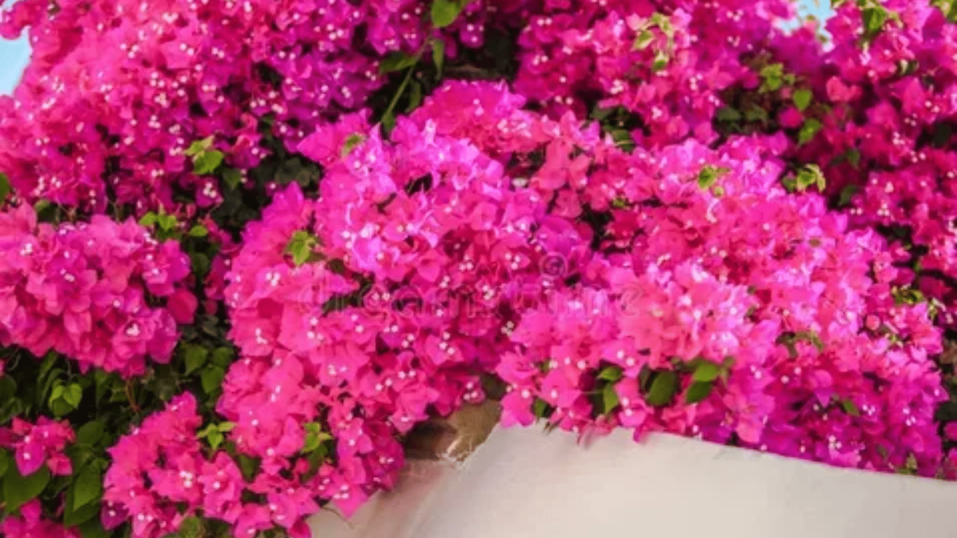 100 Most Popular Types of Flowers - Hey Zeo