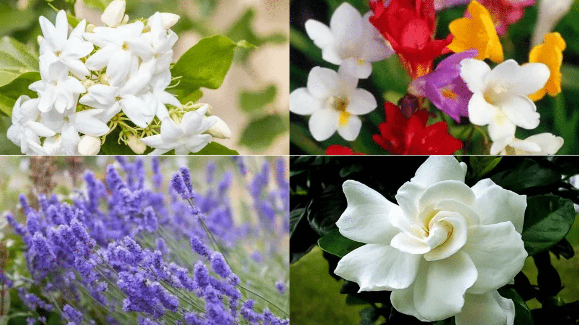 100 Most Popular Types of Flowers - Hey Zeo