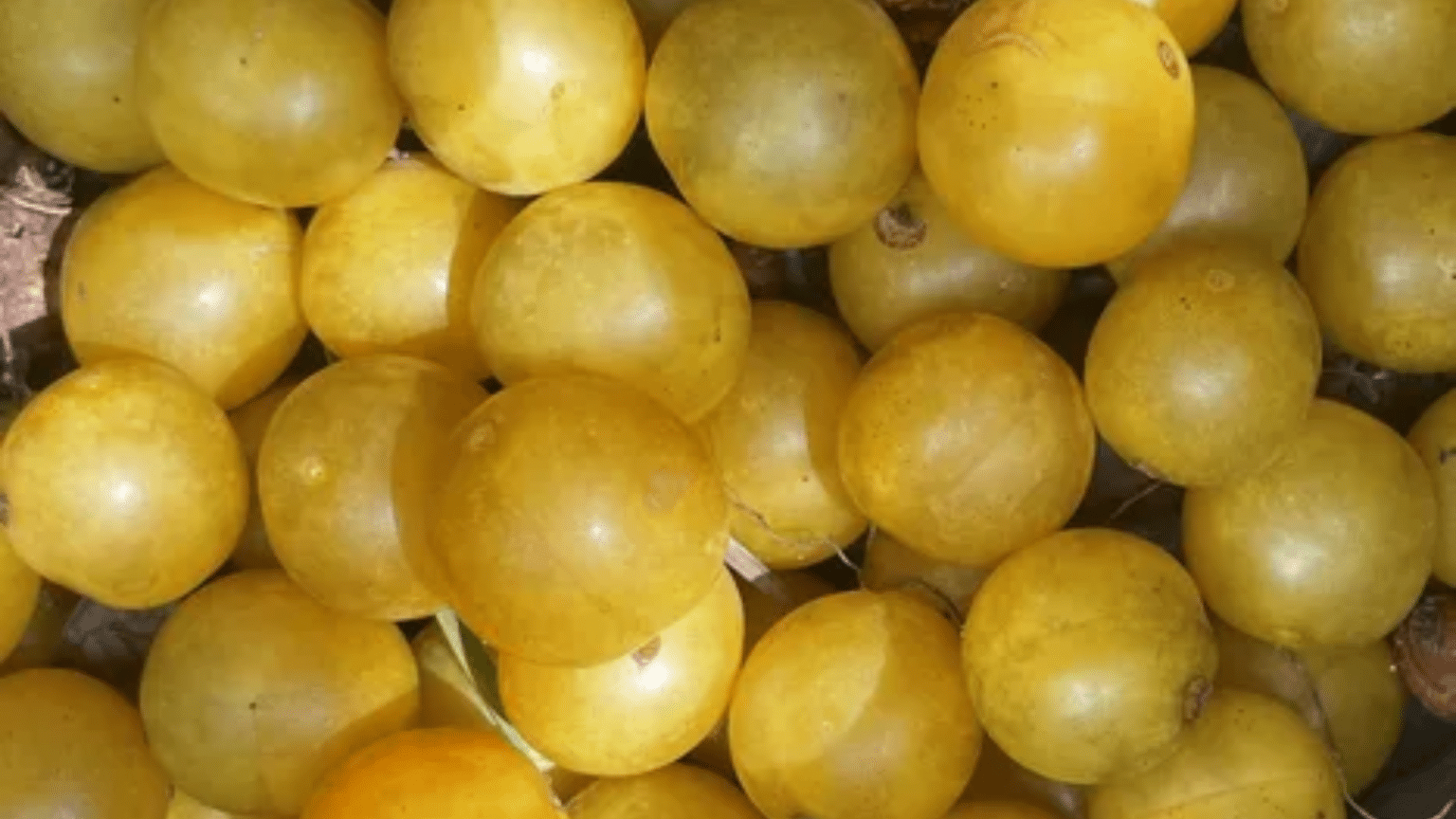 List Of 30 Yellow Fruit Names With Pictures To Teach Kids!