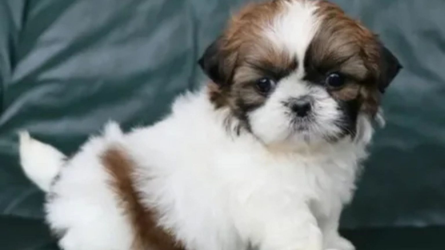 15 Shih Tzu Types with Pictures - All You Need To Know - Hey Zeo