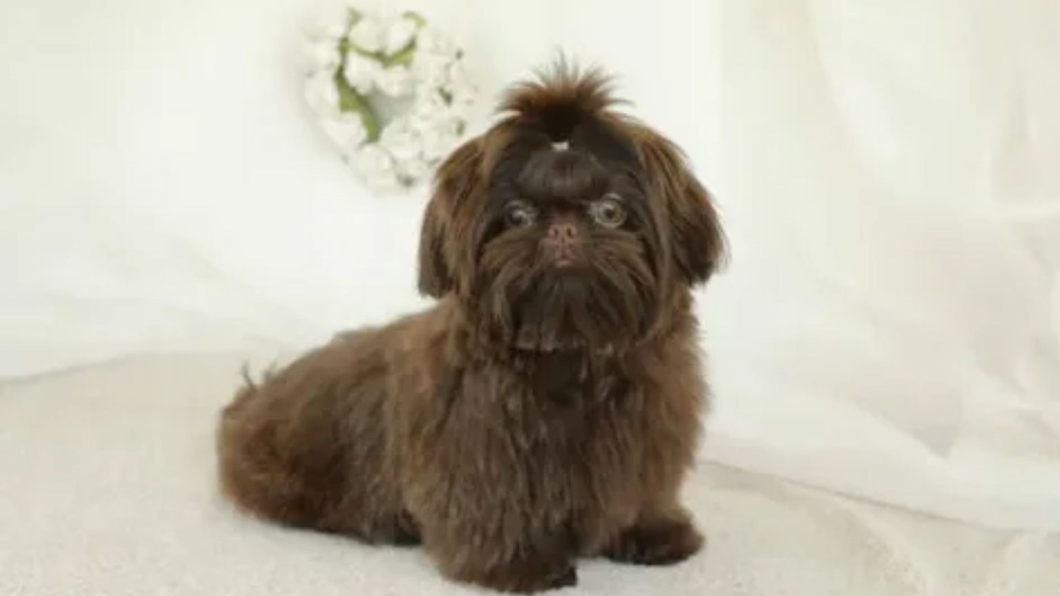 15 Shih Tzu Types with Pictures - All You Need To Know - Hey Zeo