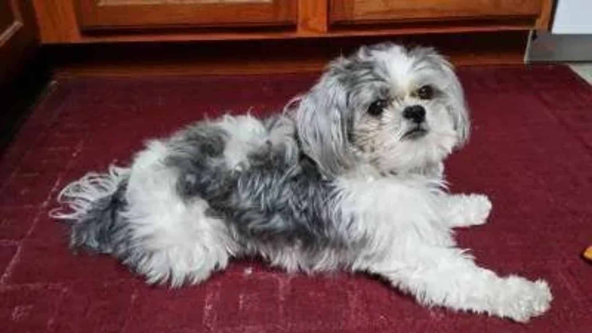 15 Shih Tzu Types with Pictures - All You Need To Know - Hey Zeo