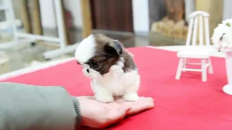 15 Shih Tzu Types with Pictures - All You Need To Know - Hey Zeo