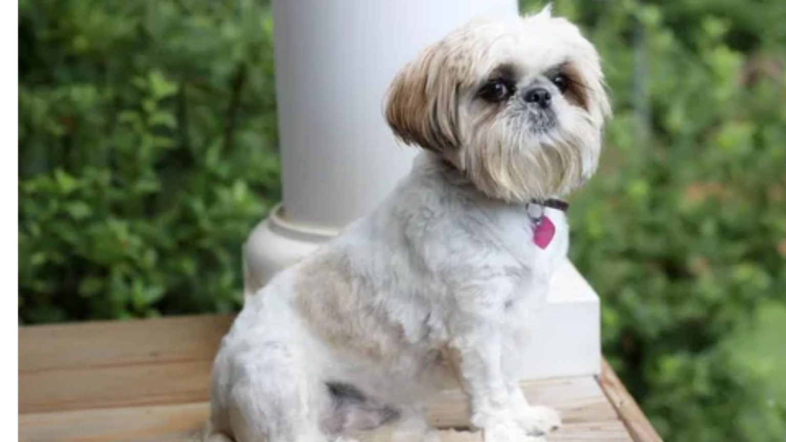15 Shih Tzu Types with Pictures - All You Need To Know