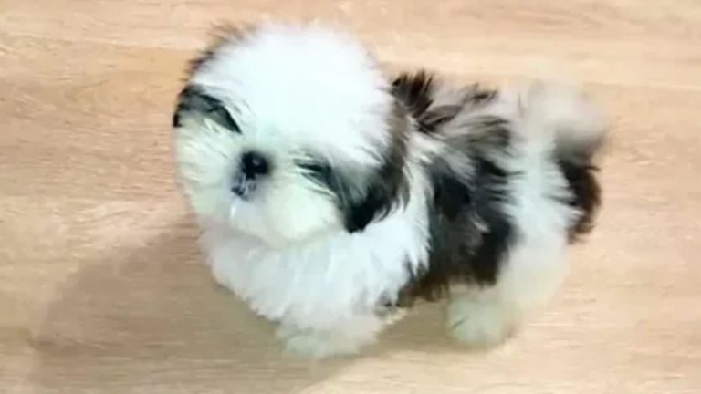 15 Shih Tzu Types with Pictures - All You Need To Know - Hey Zeo