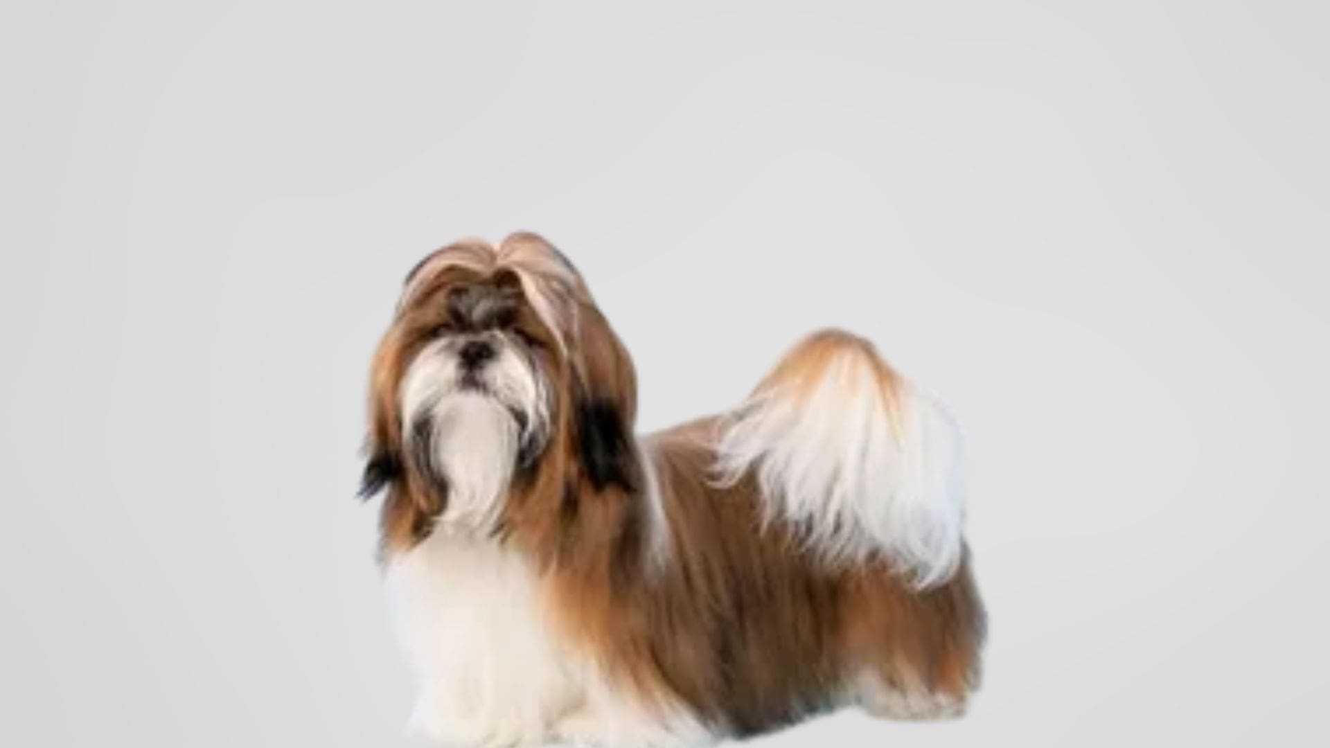 15 Shih Tzu Types with Pictures - All You Need To Know - Hey Zeo