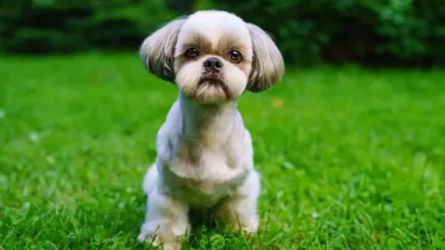 15 Shih Tzu Types with Pictures - All You Need To Know - Hey Zeo