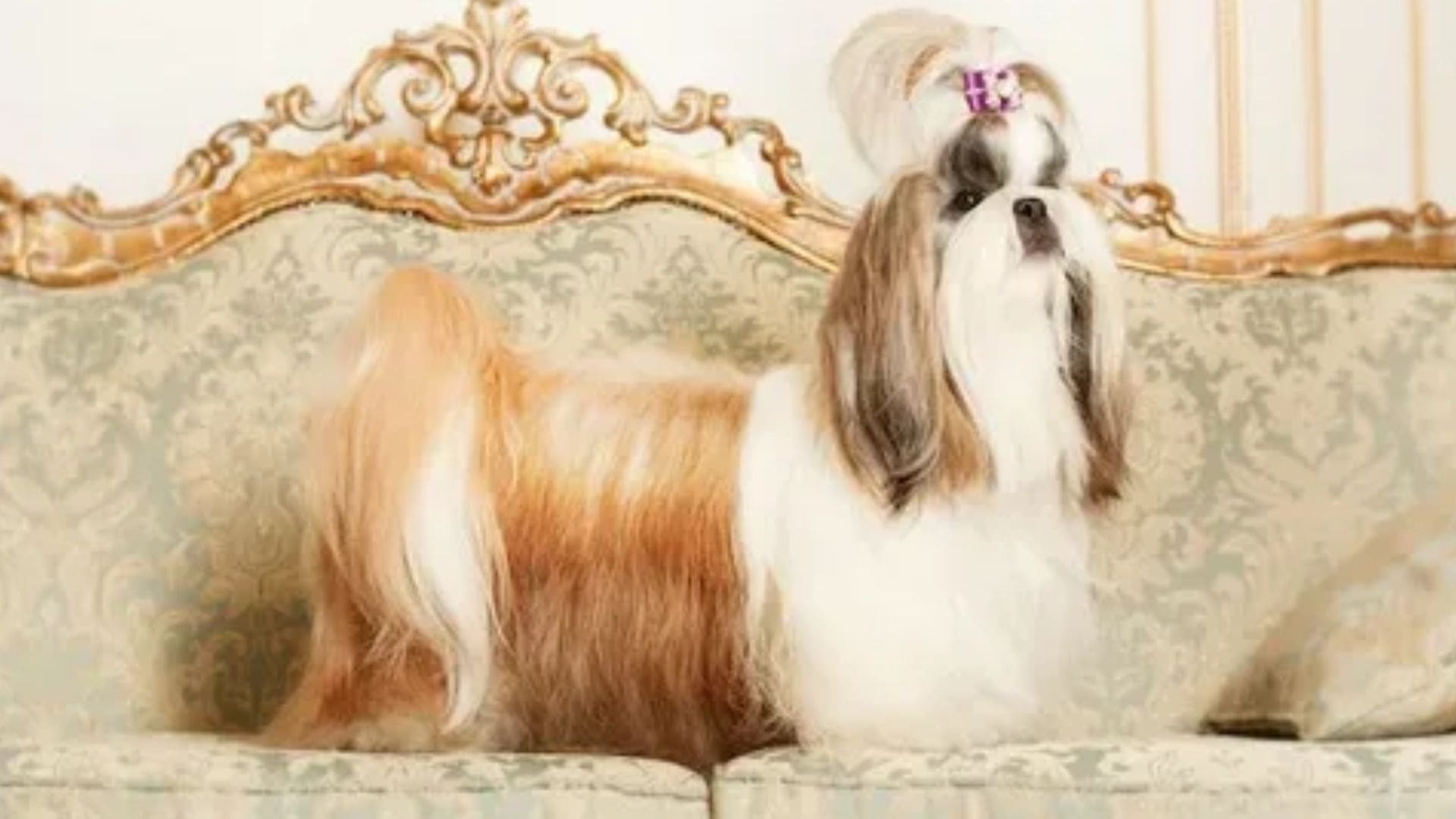 15 Shih Tzu Types with Pictures - All You Need To Know - Hey Zeo