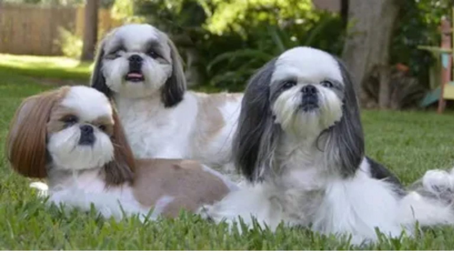 15 Shih Tzu Types with Pictures - All You Need To Know - Hey Zeo
