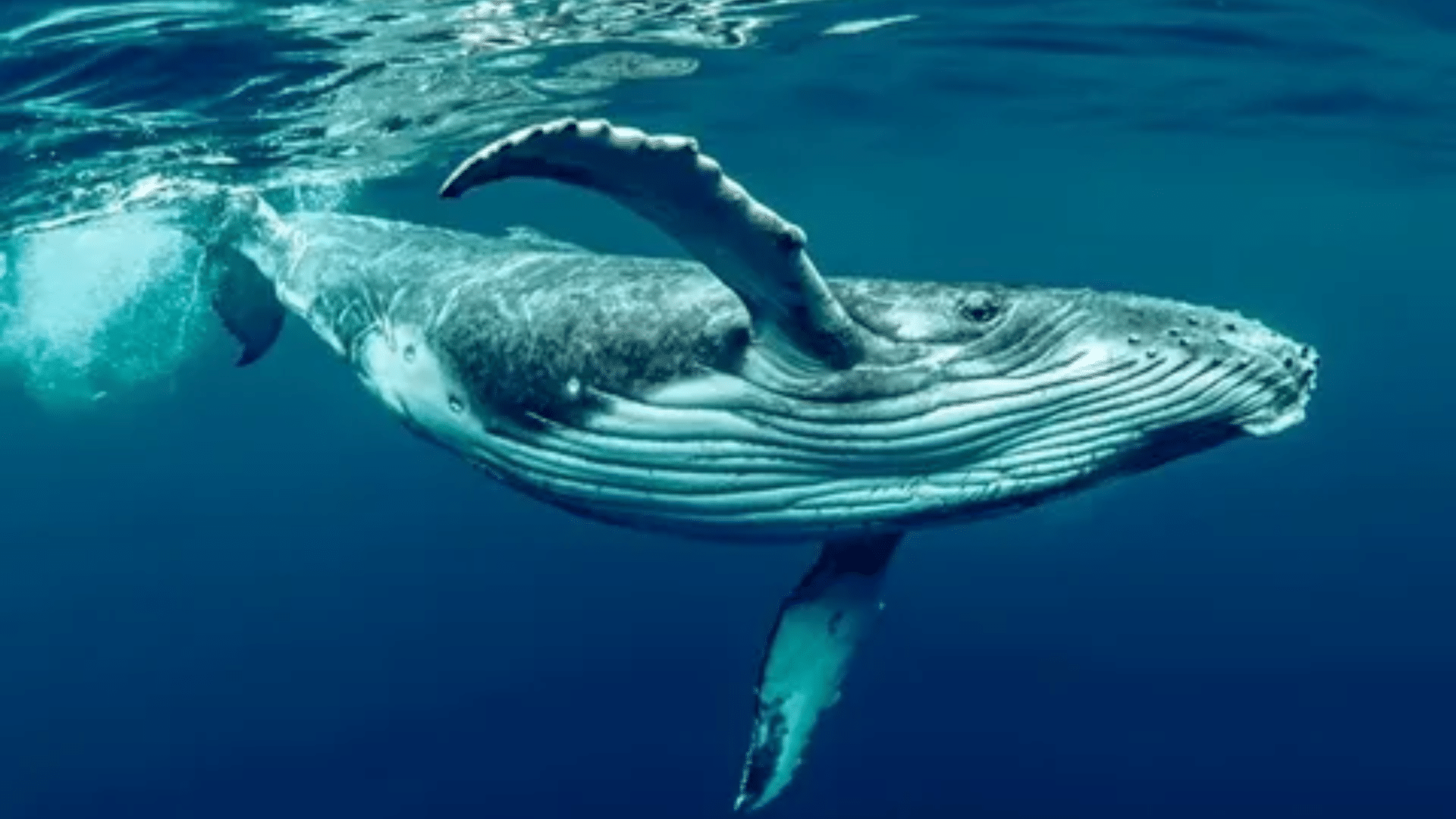 20 Long Animal Names That’ll Fascinate You!