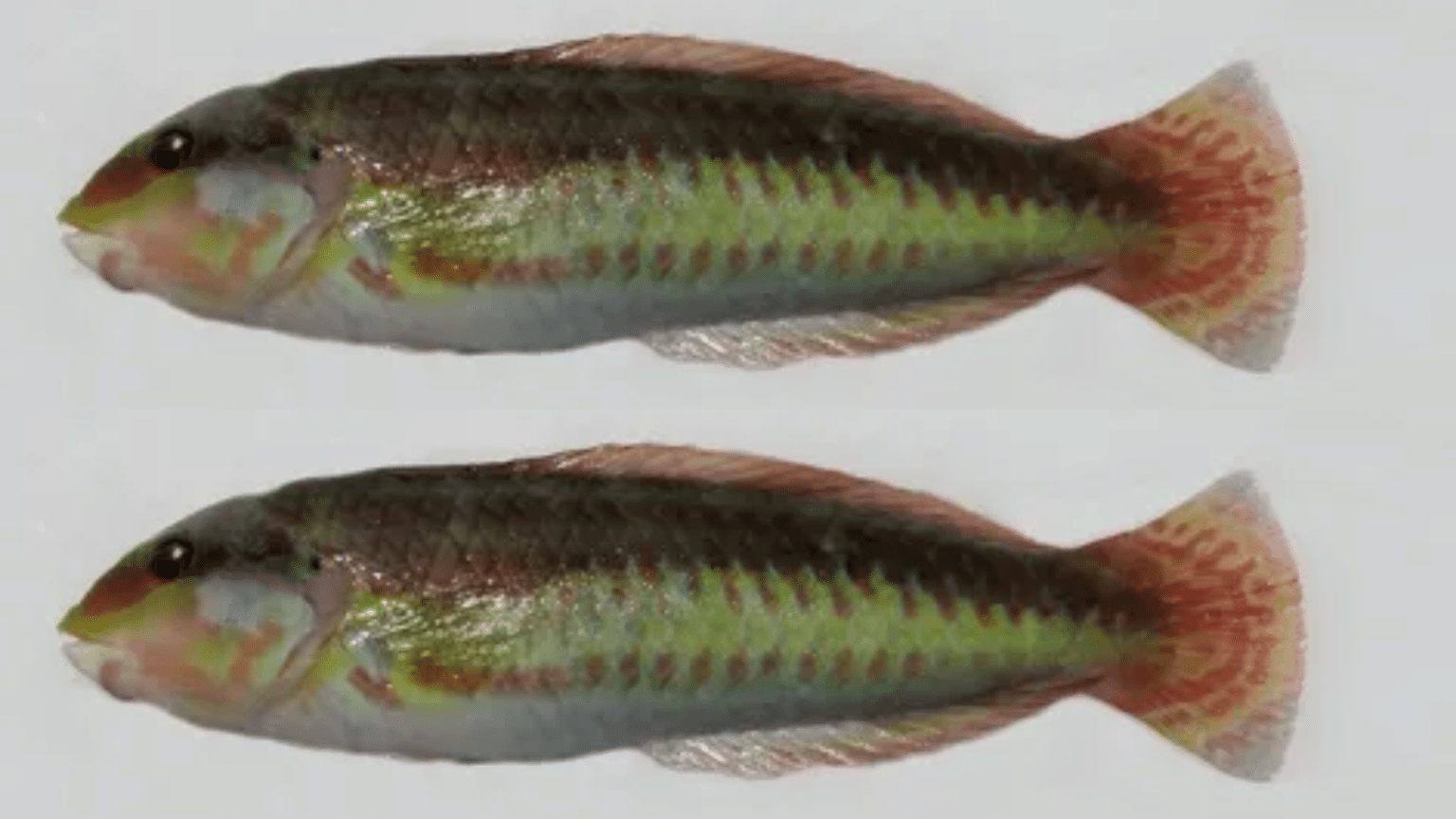 20 Long Animal Names That’ll Fascinate You!