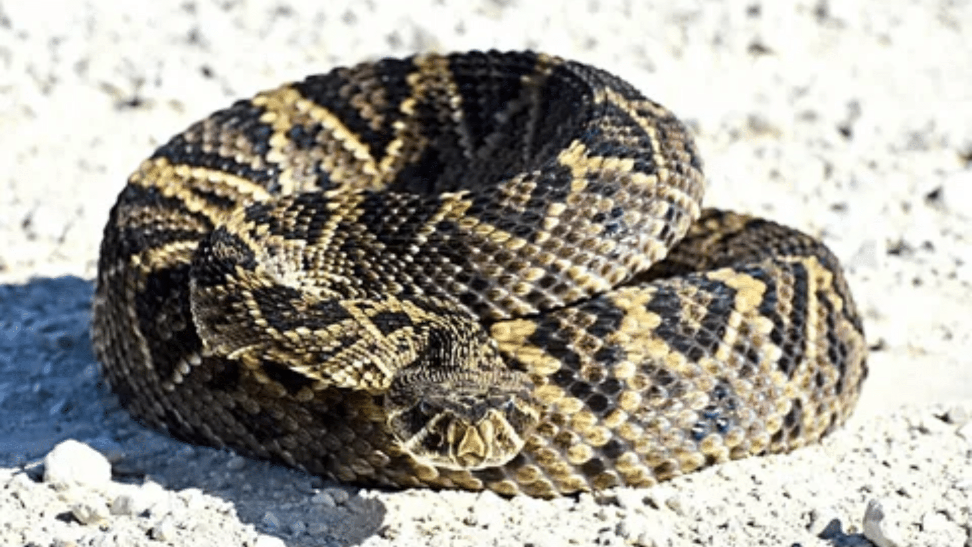 20 Long Animal Names That’ll Fascinate You!