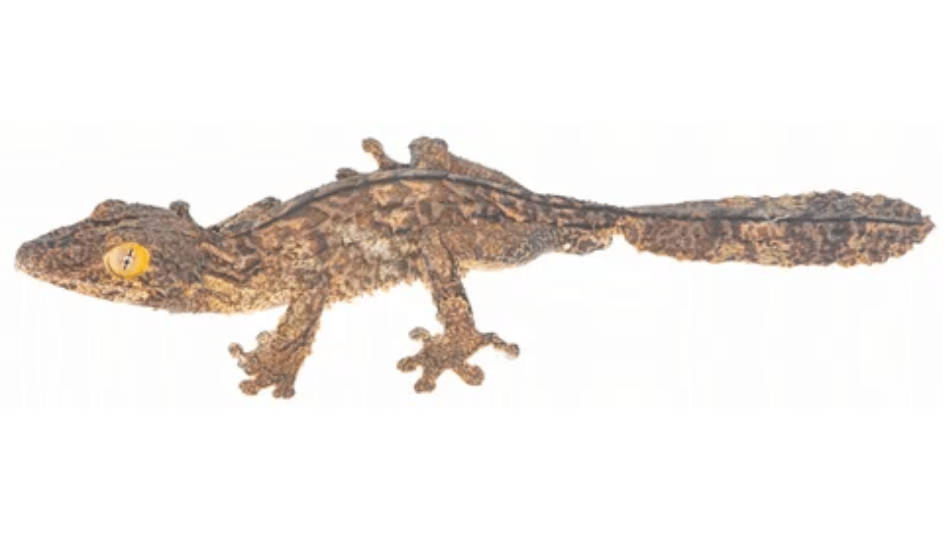 20 Long Animal Names That’ll Fascinate You!