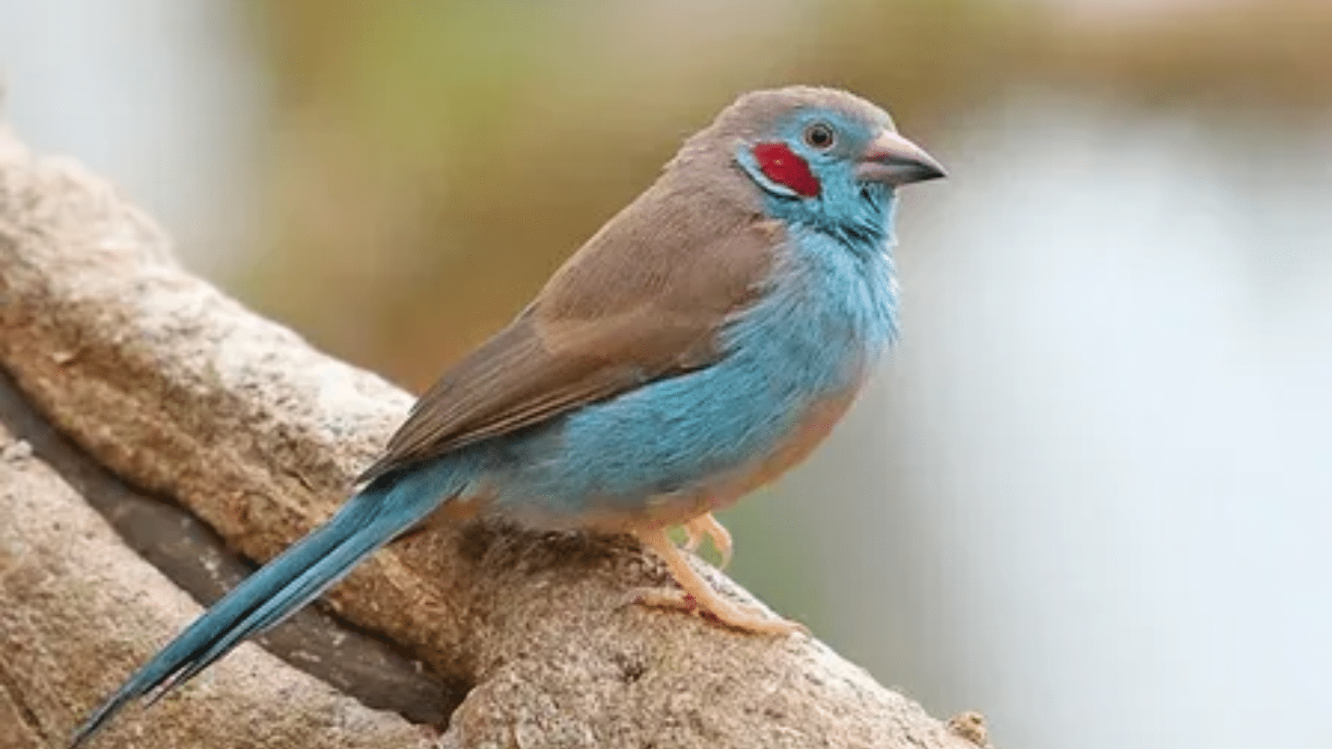 20 Long Animal Names That’ll Fascinate You!