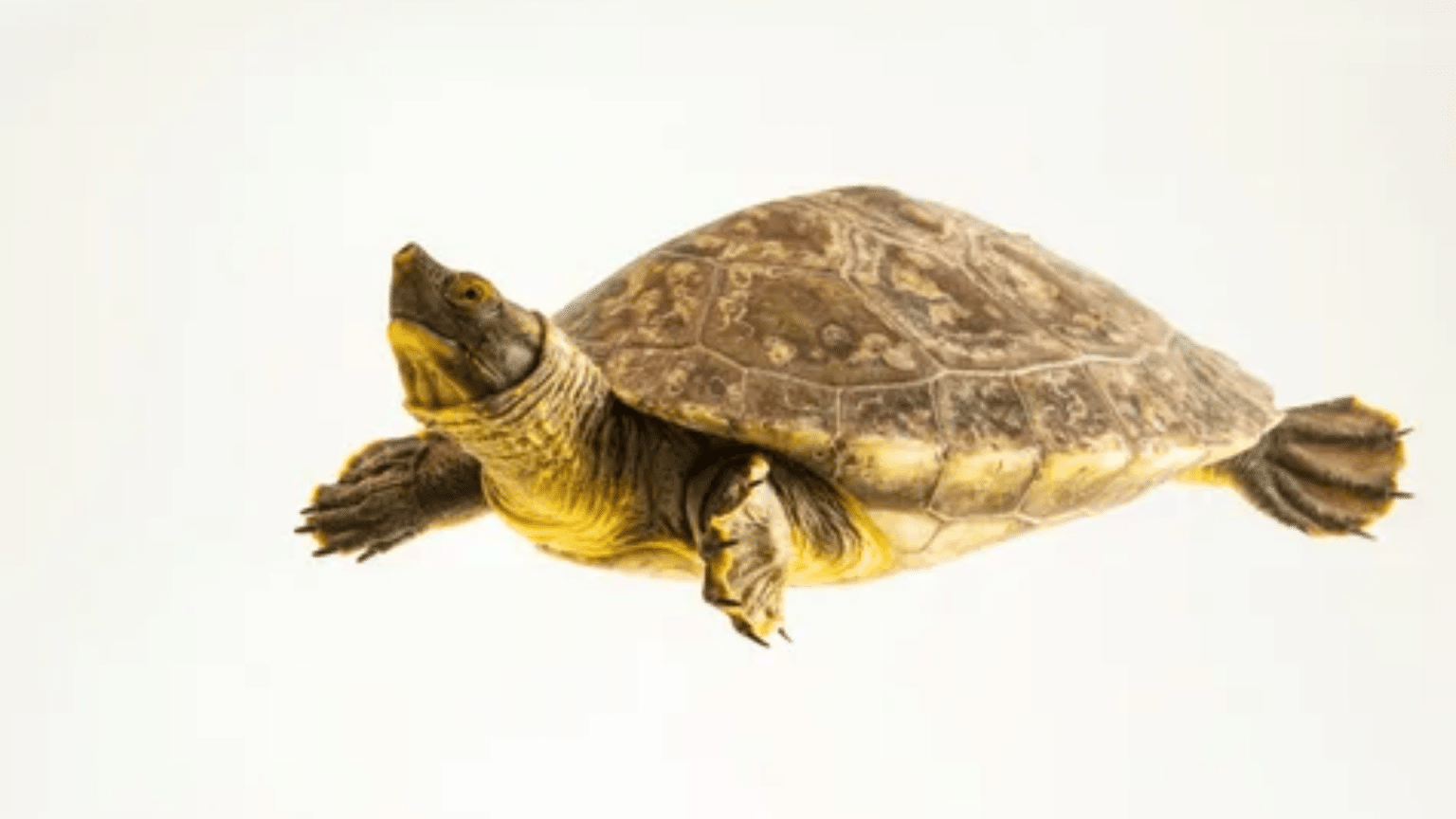 20 Long Animal Names That’ll Fascinate You!